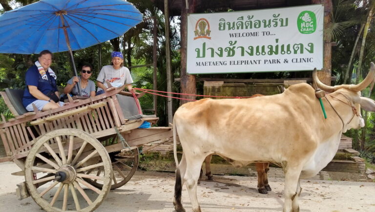 1 day Mae Taeng Elephant Park and Clinic - Yes, Chiang Mai